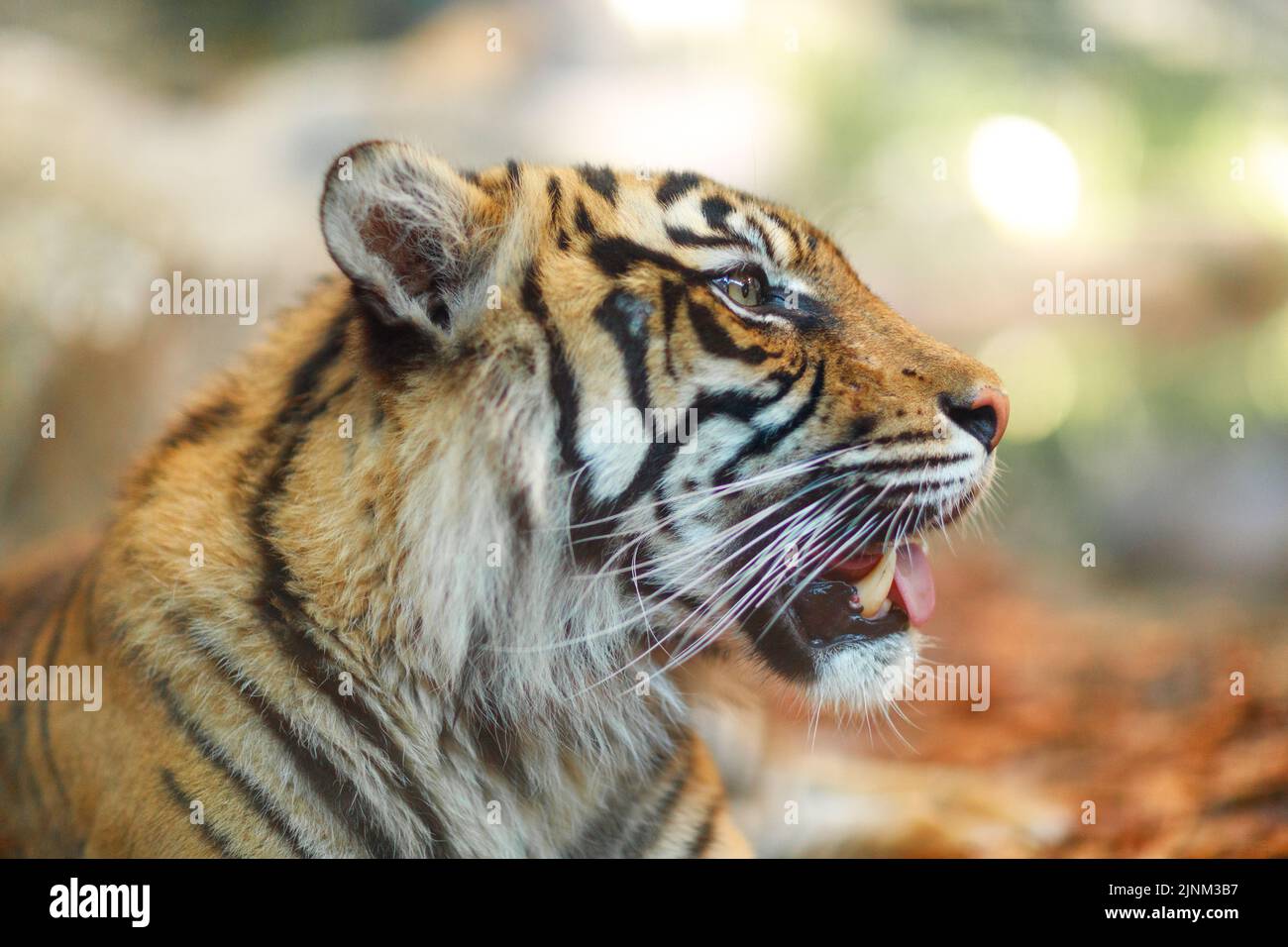 tiger, sumatra tiger, panthera tigris sumatrae, tigers, sumatra tigers ...
