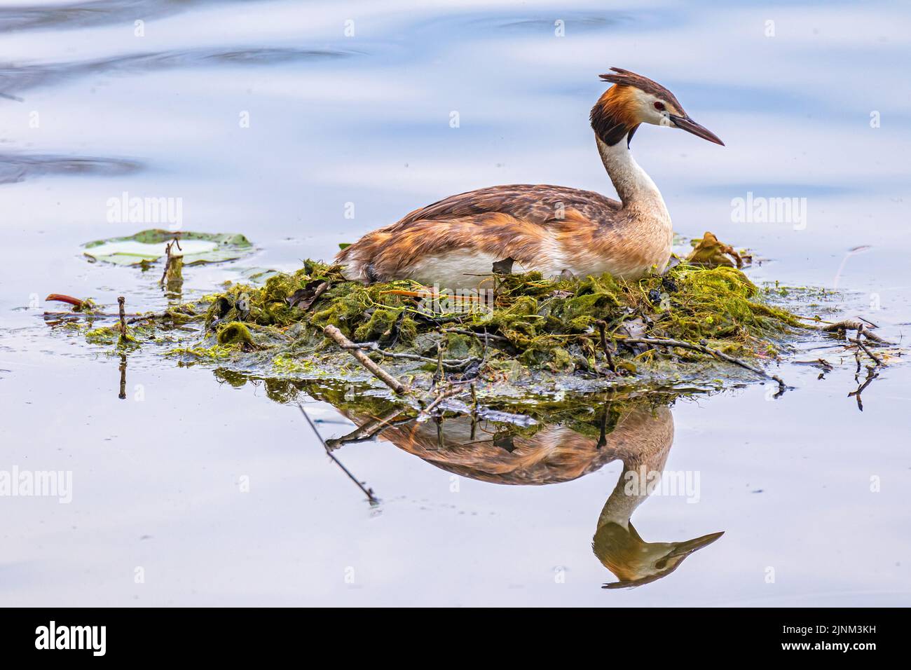 bird's nest, great crested grebe, podiceps cristatus, bird's nests ...