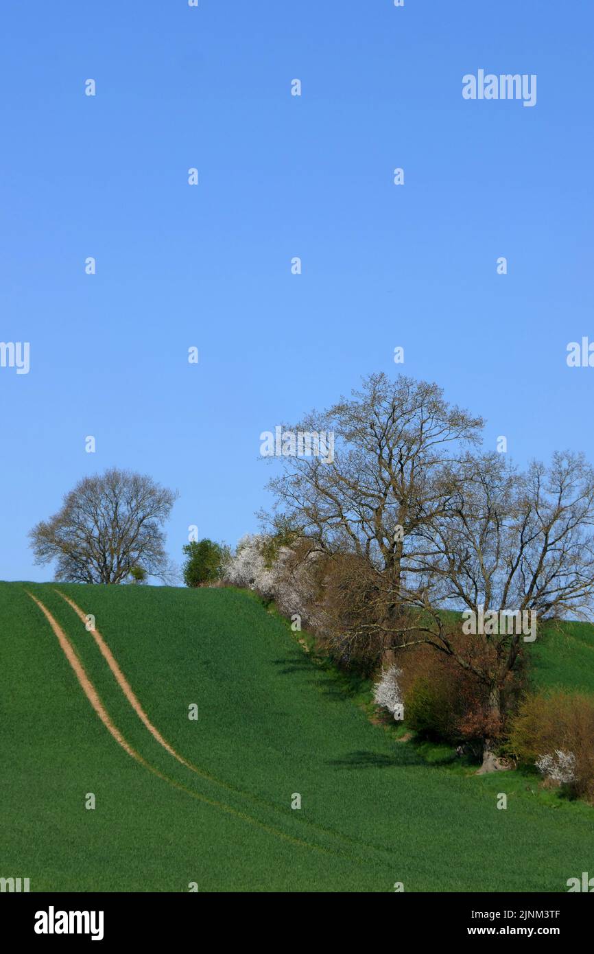 agriculture, rain shield, windschutzhecke, agricultures, rain shields ...