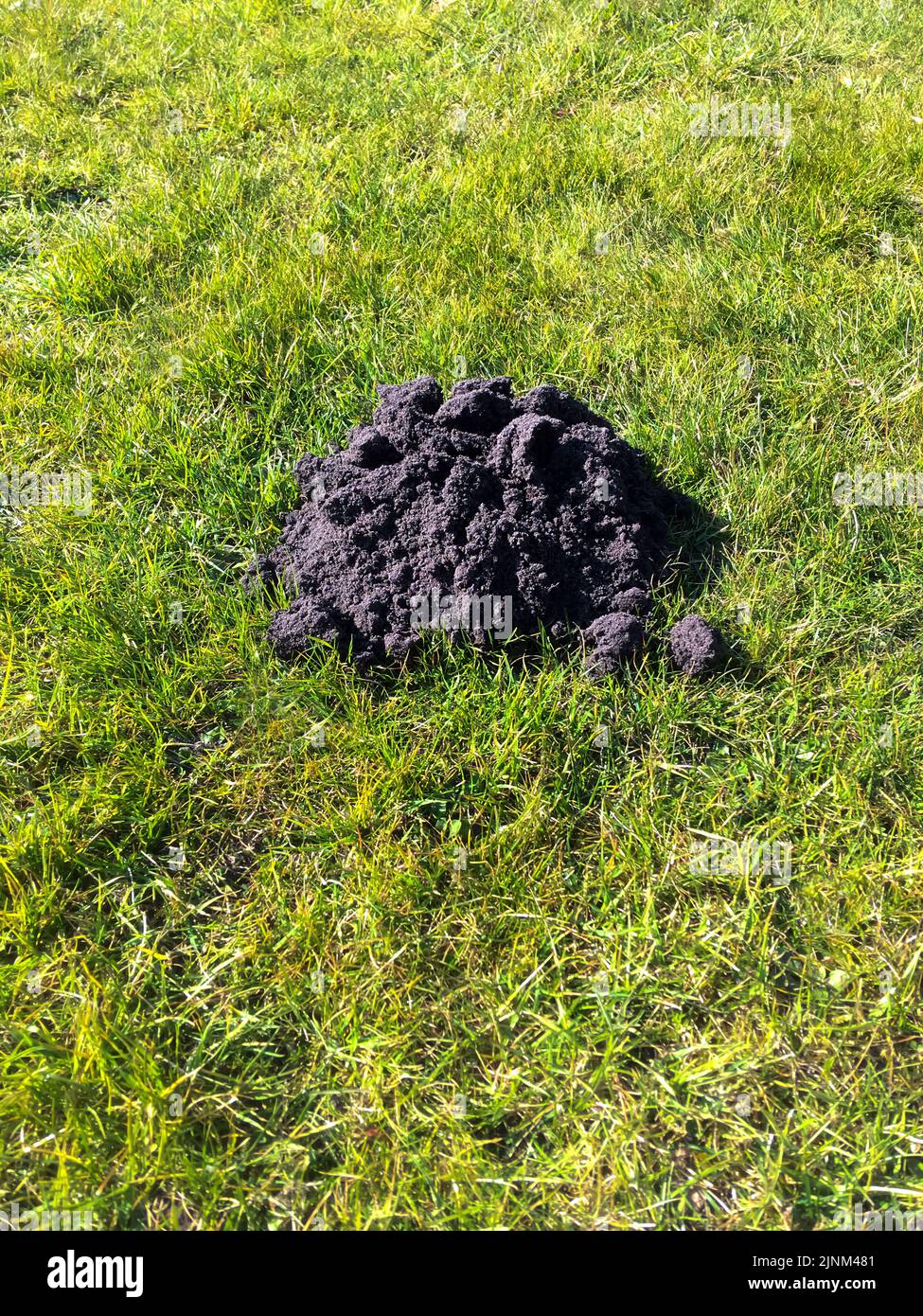 Molehills molehill hi-res stock photography and images - Alamy