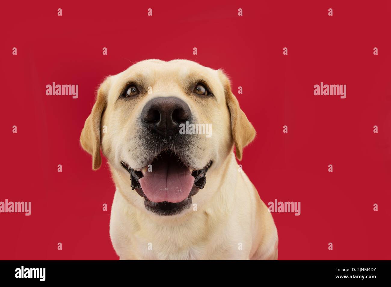 Portrait happy labrador retriever dog looking at camera. Isolated on ...
