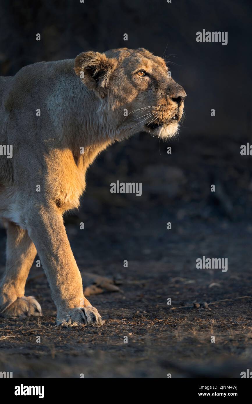 The image of Indian Leopard(Panthera pardus fusca) was taken in GIr ...