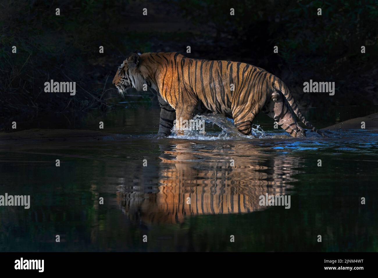 The image of Bengal Tiger(Panthera tigiris)was taken in Bandavgarh ...