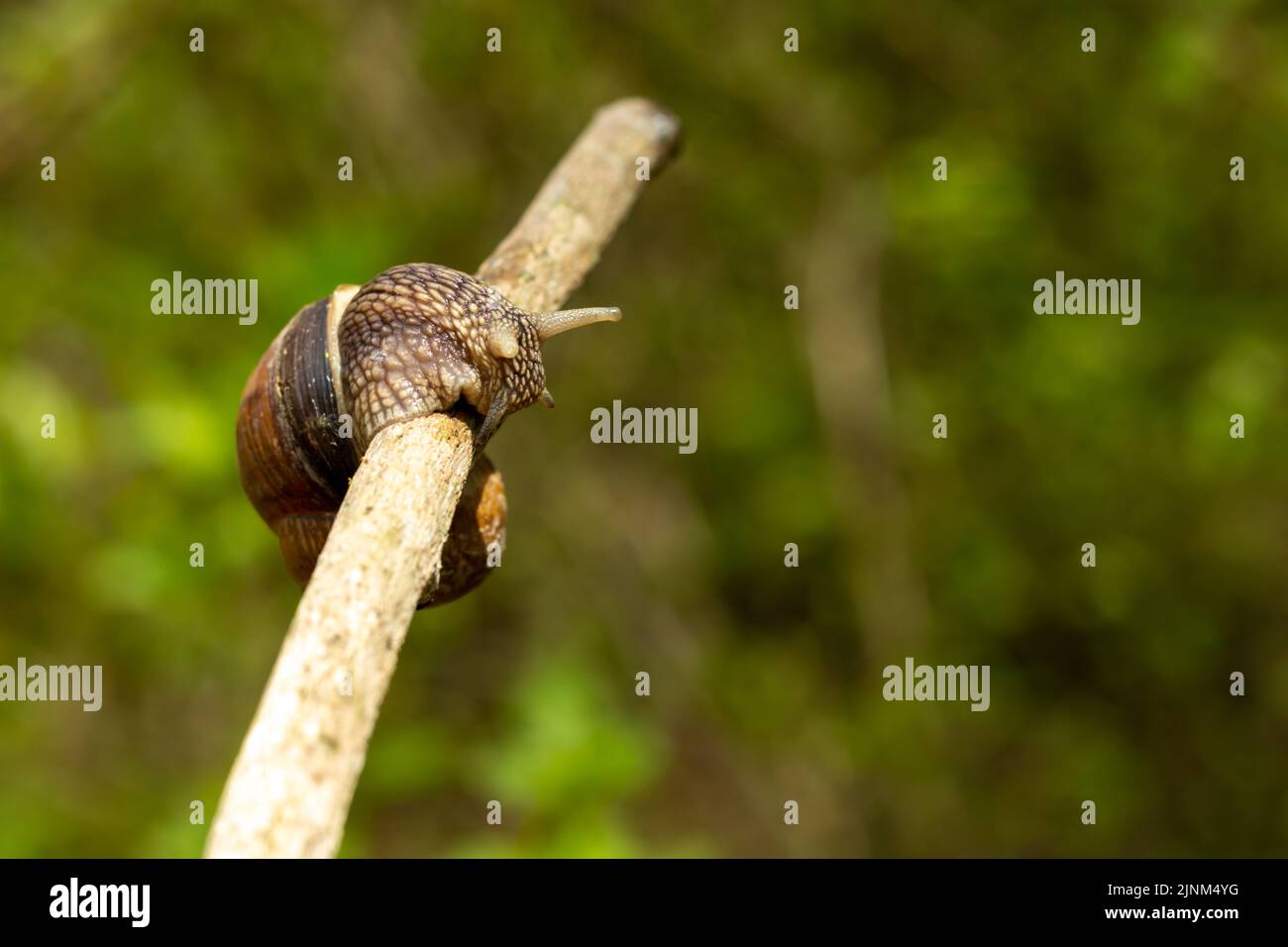 A large snail crawls on a stick on a blurred background. Close-up ...