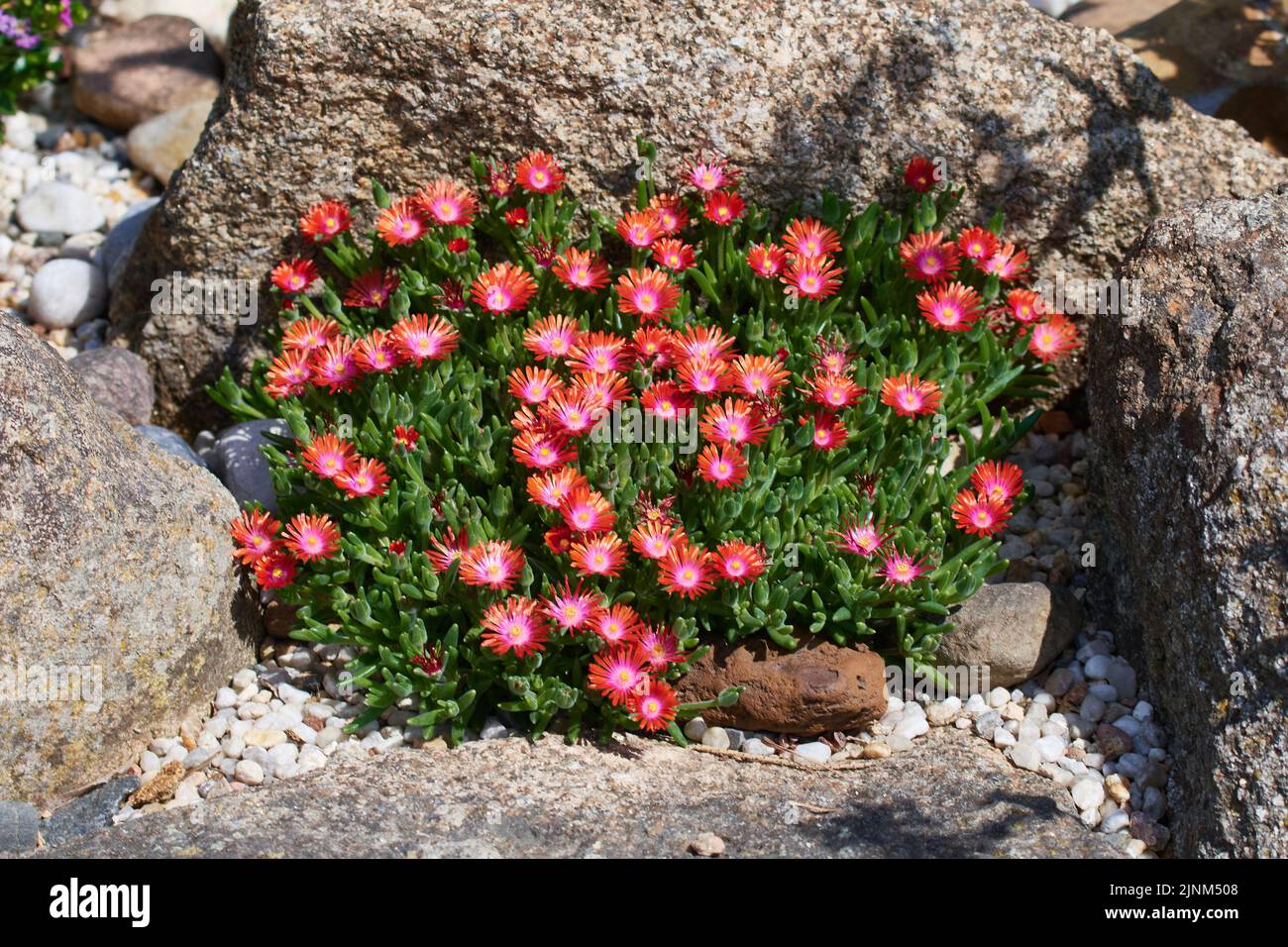 Delosperma congestum hi-res stock photography and images - Alamy