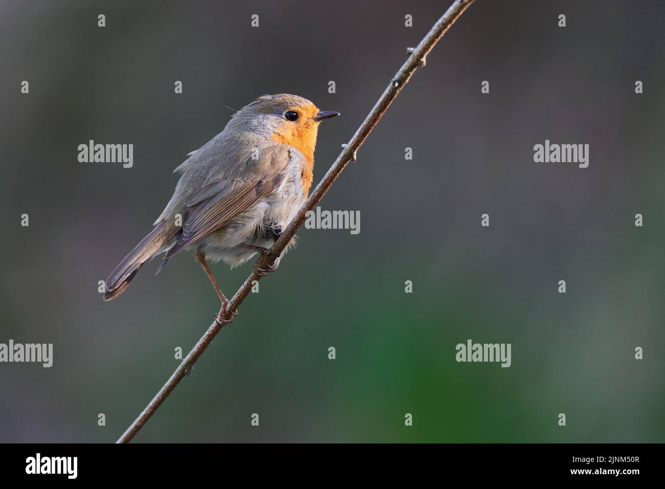 robin, erithacus rubecula, robins Stock Photo - Alamy
