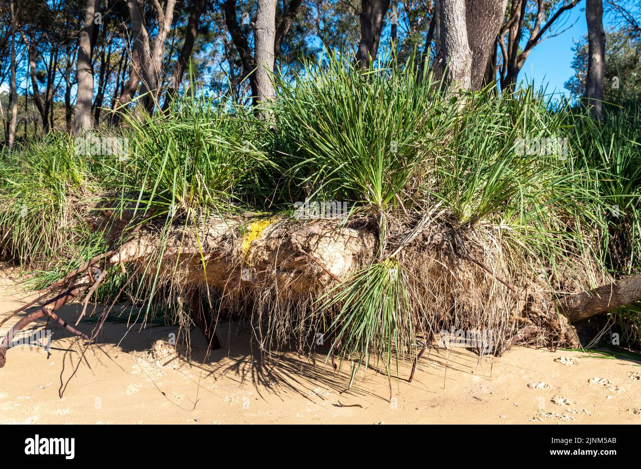 Coastal erosion undercut hi-res stock photography and images - Alamy