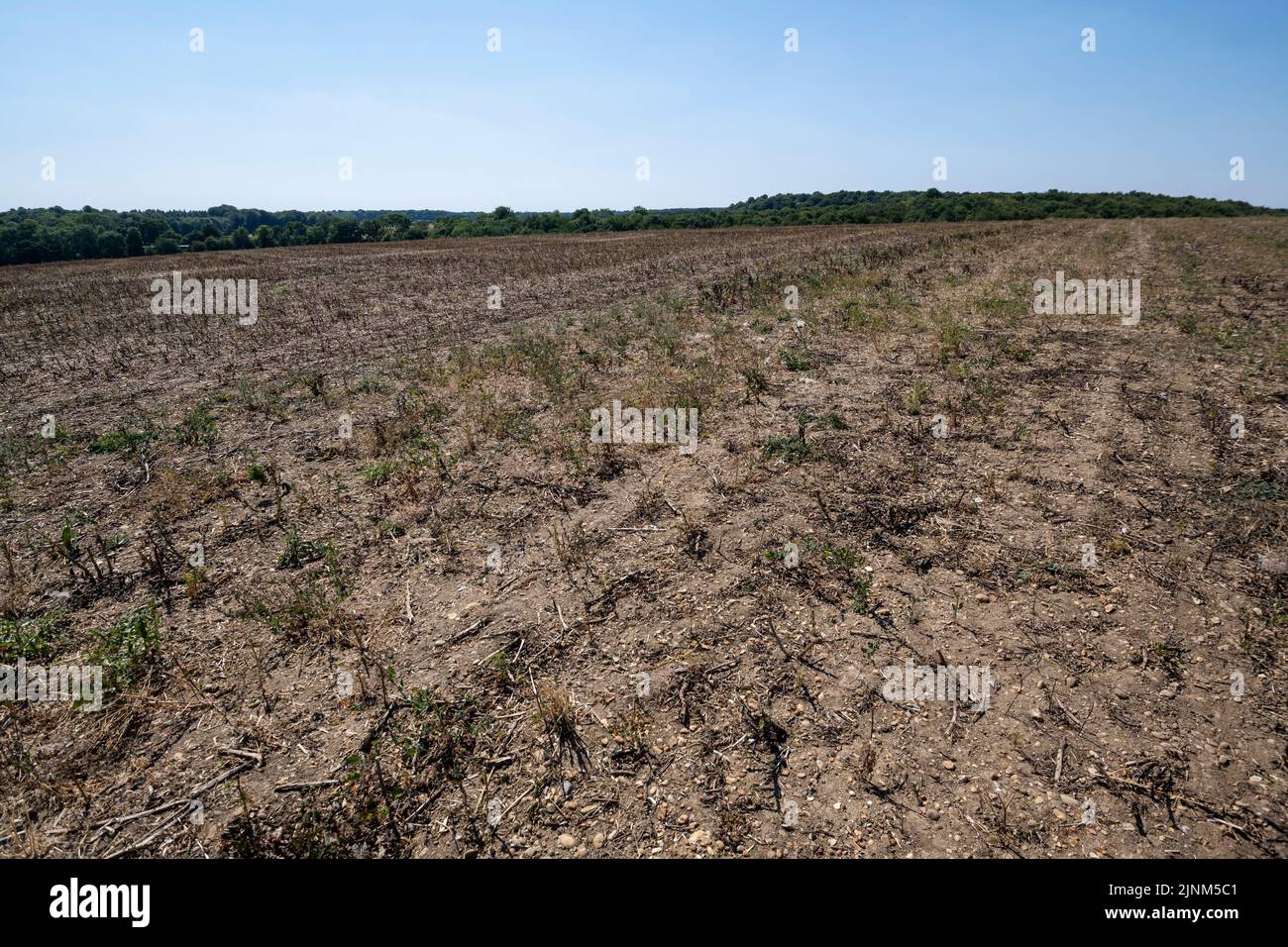 Uk crops affected by drought hi-res stock photography and images - Alamy