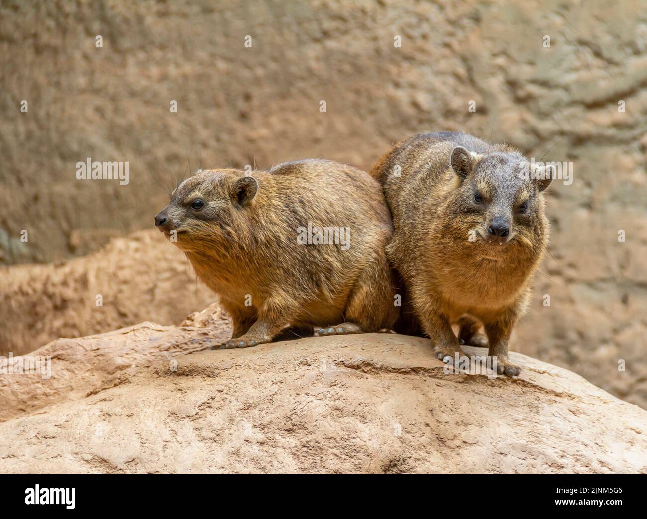 Capensis hi-res stock photography and images - Alamy