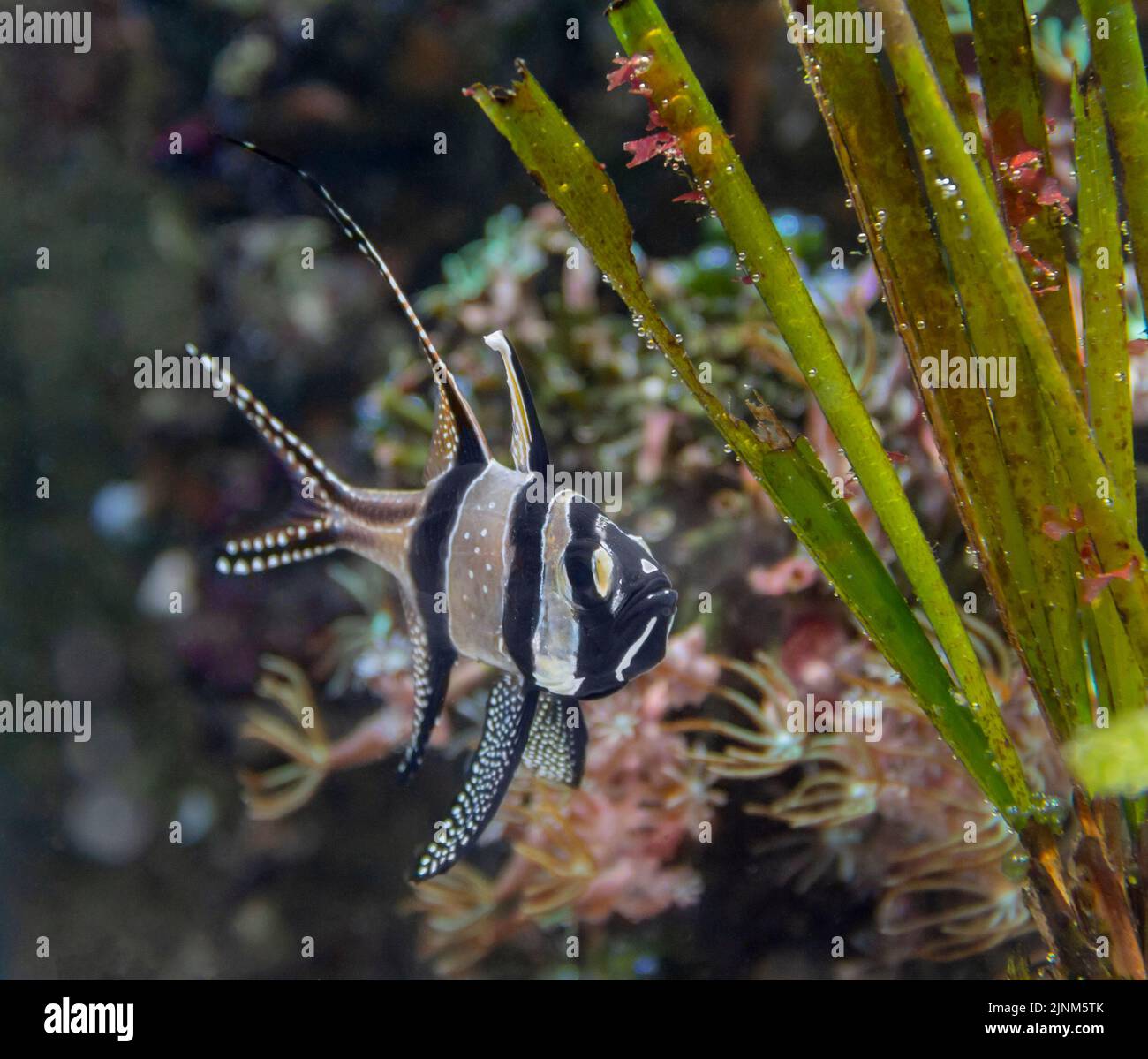 Apogonidae fish hi-res stock photography and images - Alamy