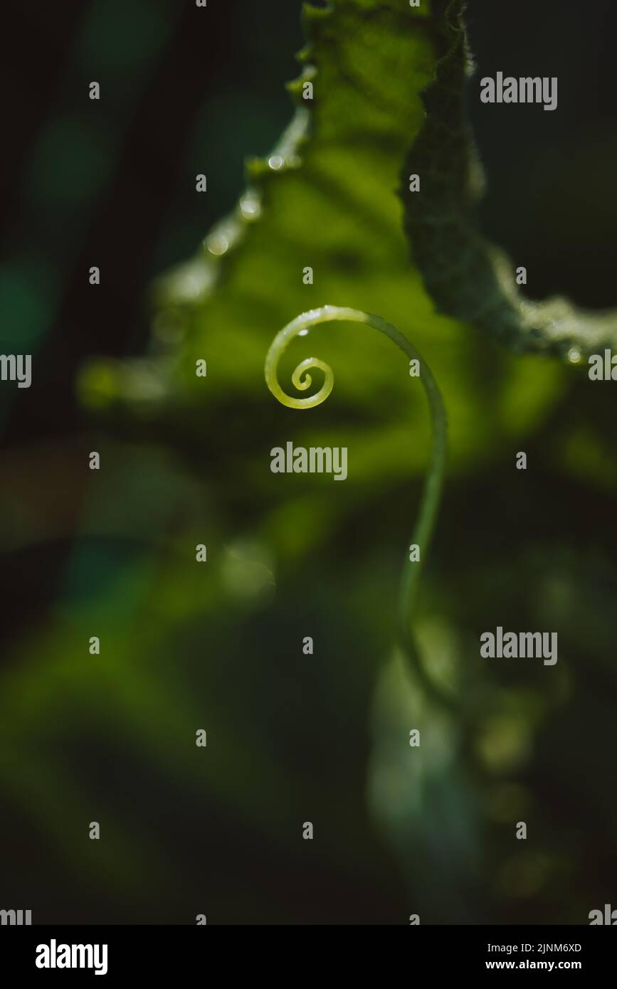 A young sprout of a cucumber vine with a mustache, a beautiful spiral ...