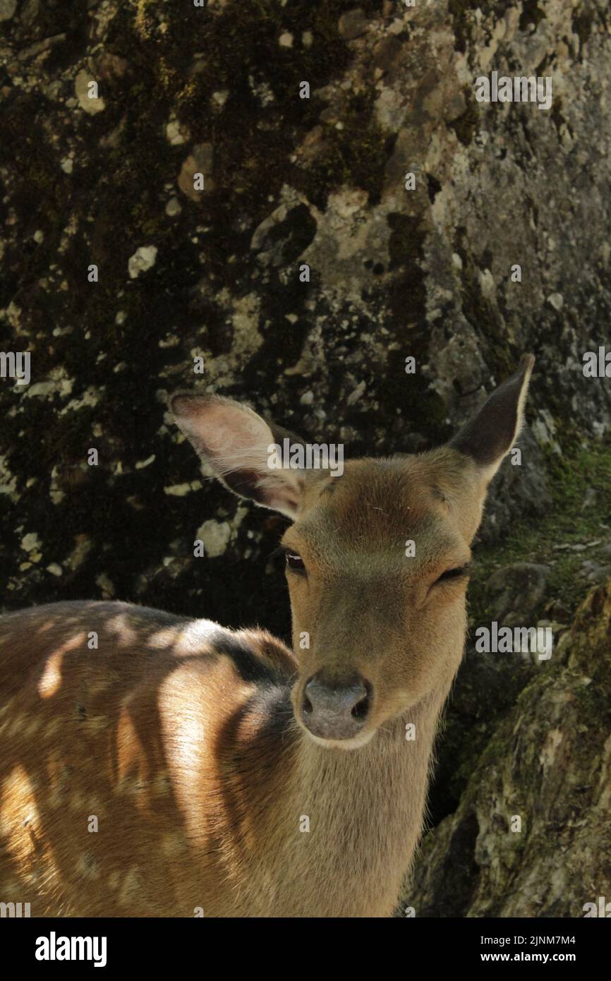 Winking wildlife hi-res stock photography and images - Alamy