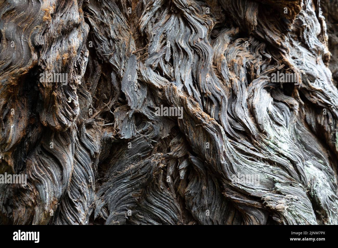 Mill Valley, California, USA. 5th Aug, 2022. The base of a redwood tree ...