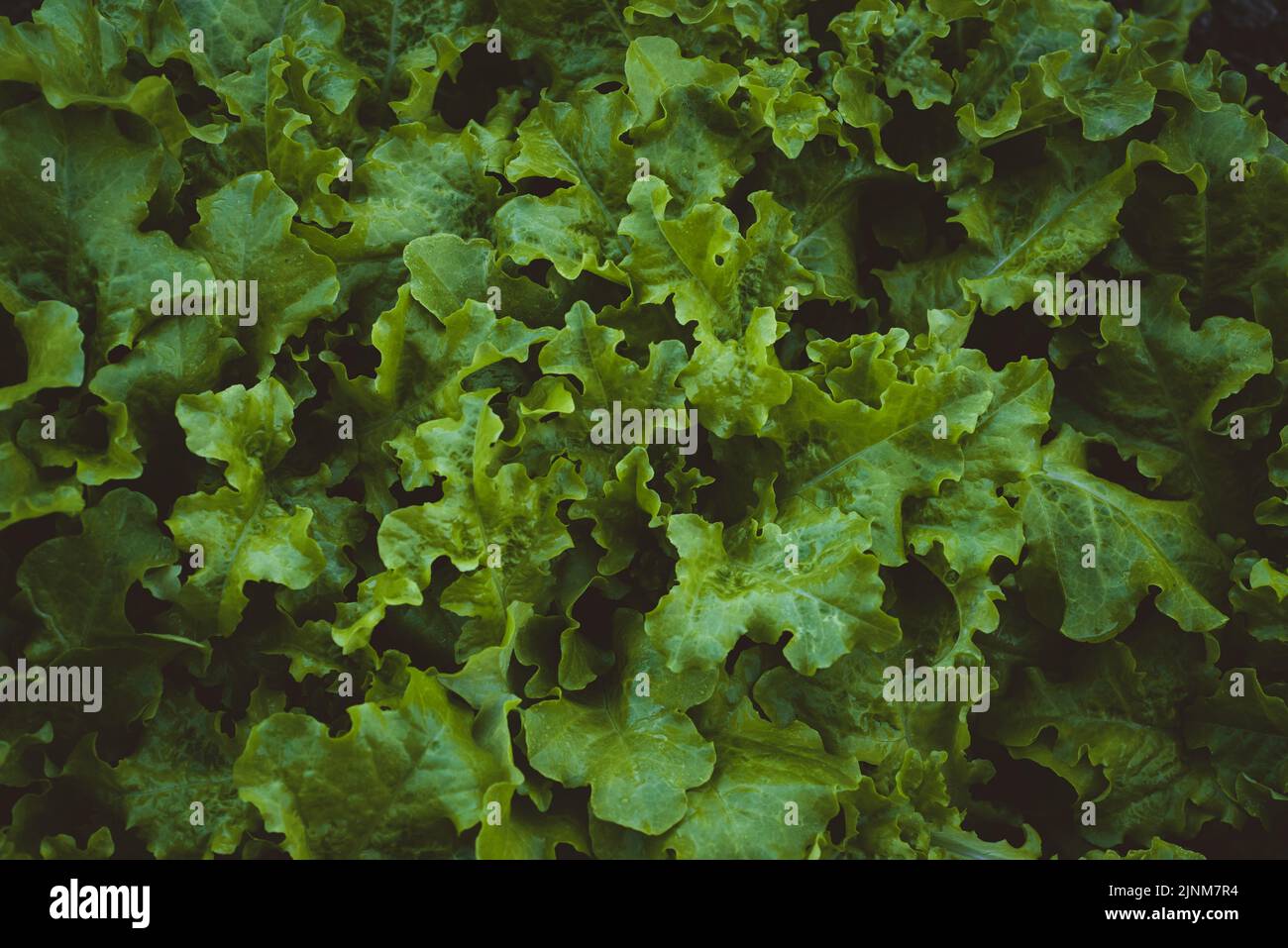 Green natural background from lettuce plant closeup. Vegetable natural ...
