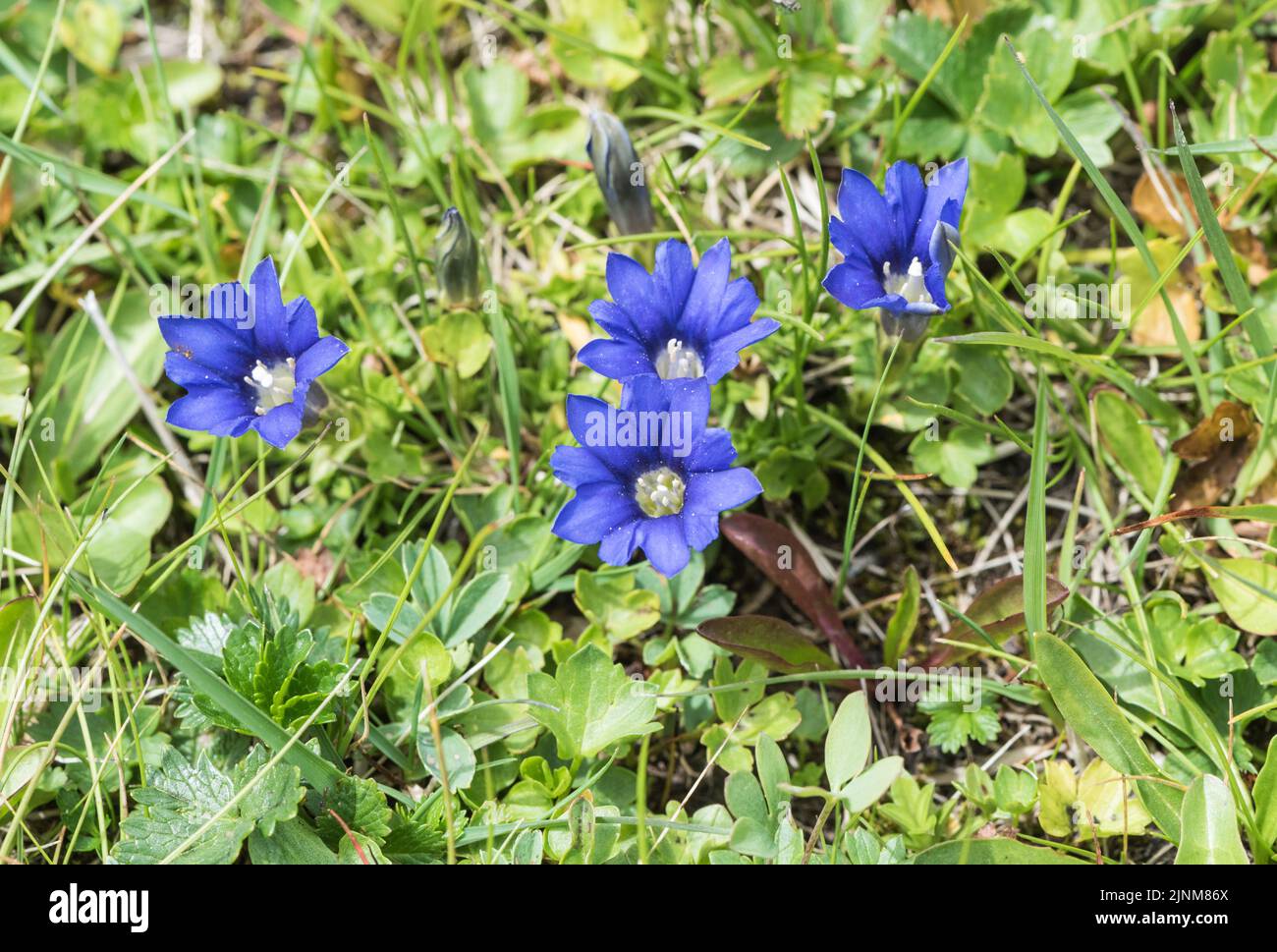 Flowers of the Pyrenees Gentian (Gentiana pyrenaica Stock Photo - Alamy