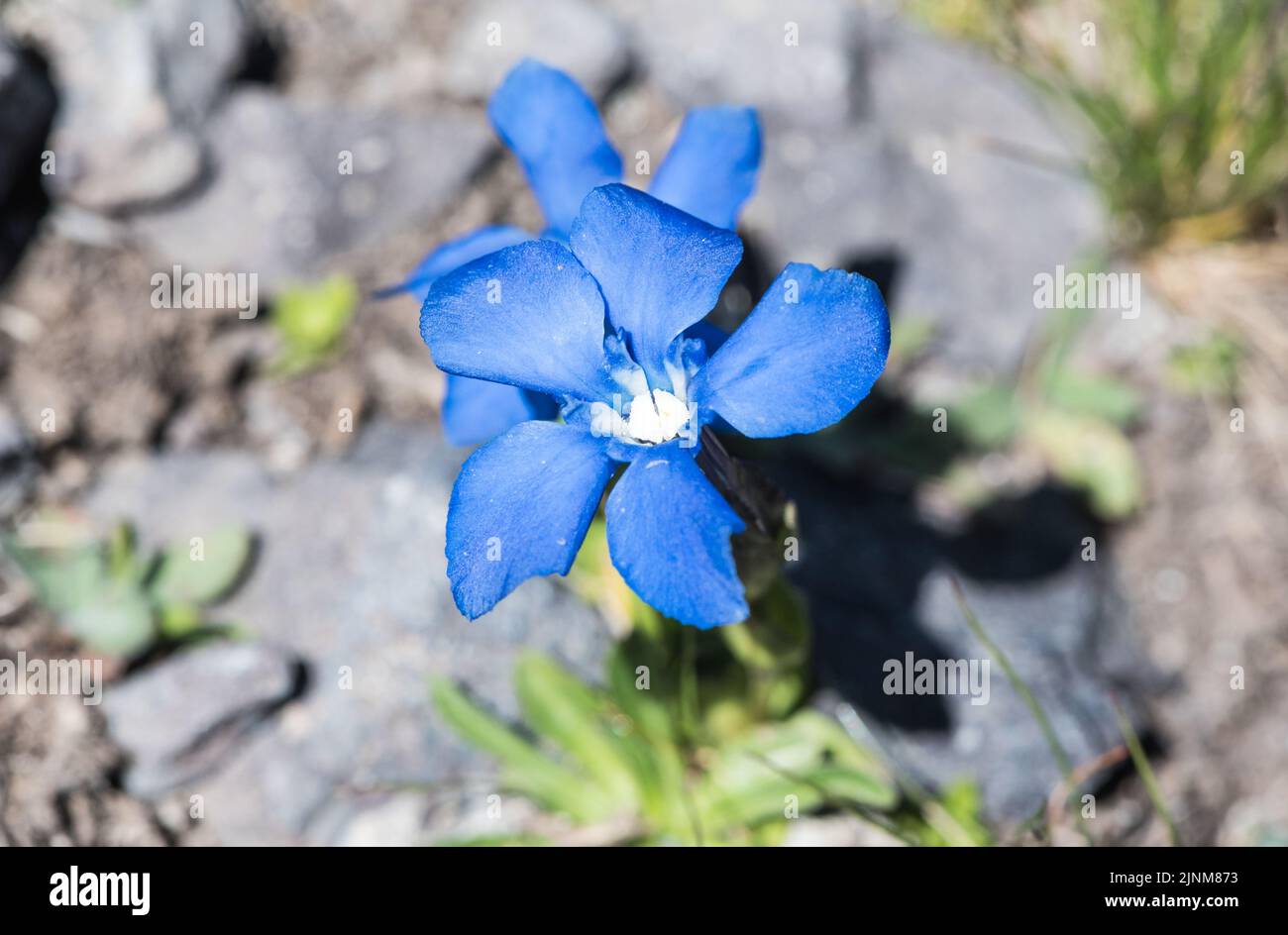 Flower of the Spring Gentian (Gentiana verna Stock Photo - Alamy
