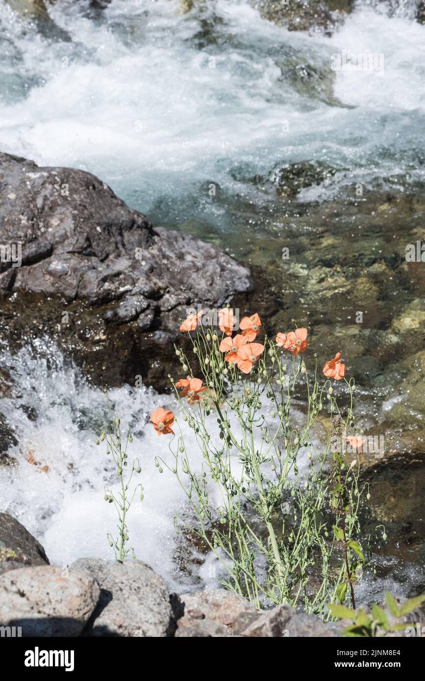 Flowers of the orange alpine Poppy (Papaver lateritium Stock Photo - Alamy