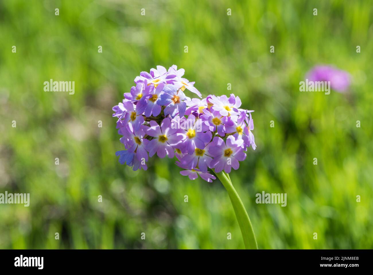 Papaver lateritium hi-res stock photography and images - Alamy