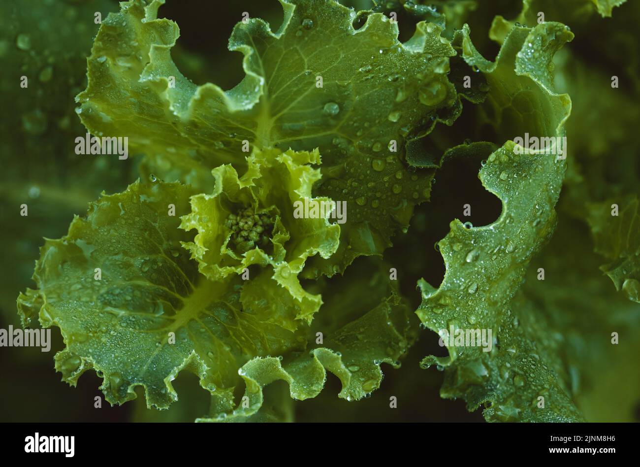 Lettuce leaves texture hi-res stock photography and images - Alamy