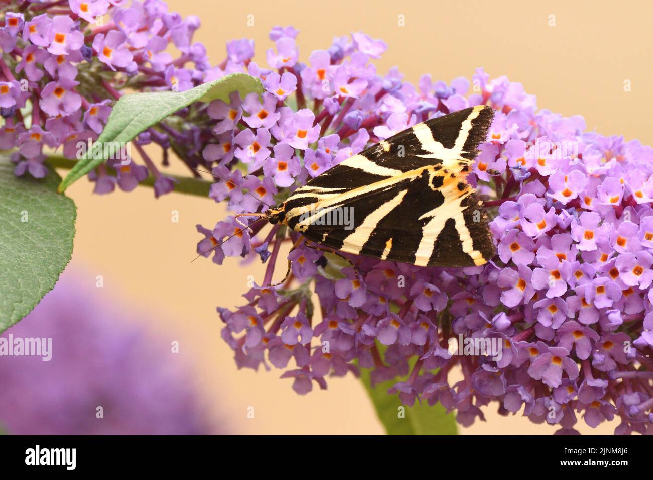 Jersey Tiger Moth feeding on the nectar of Buddleia flowers ...