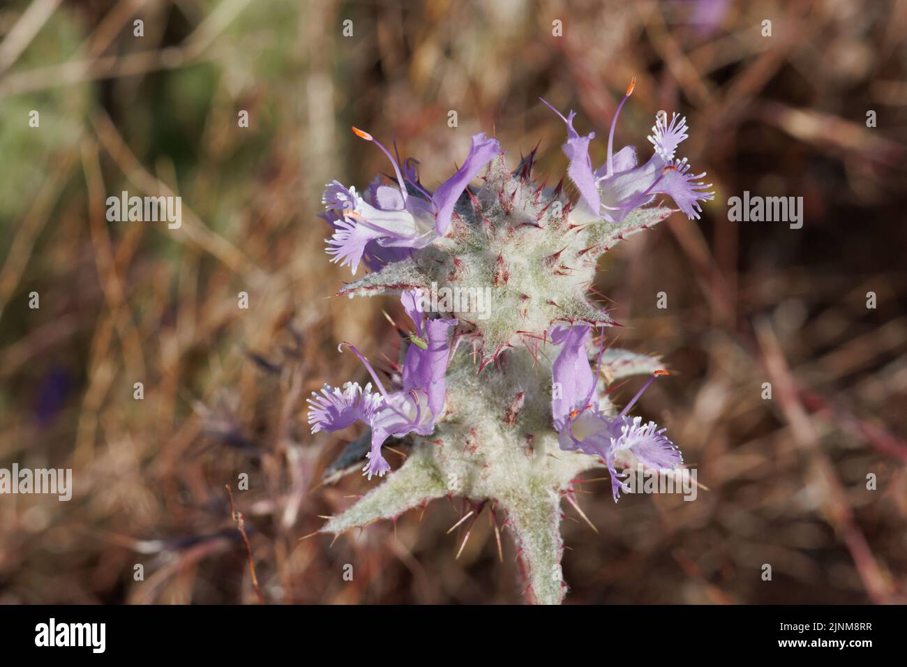 Purple flowering determinate cymose head inflorescence of Salvia ...