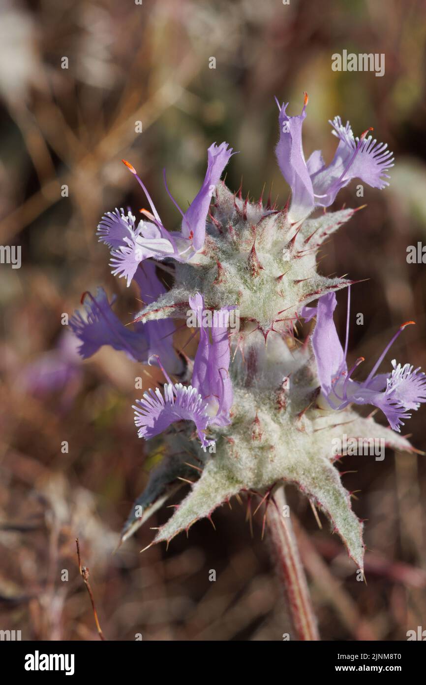 Purple flowering determinate cymose head inflorescence of Salvia ...