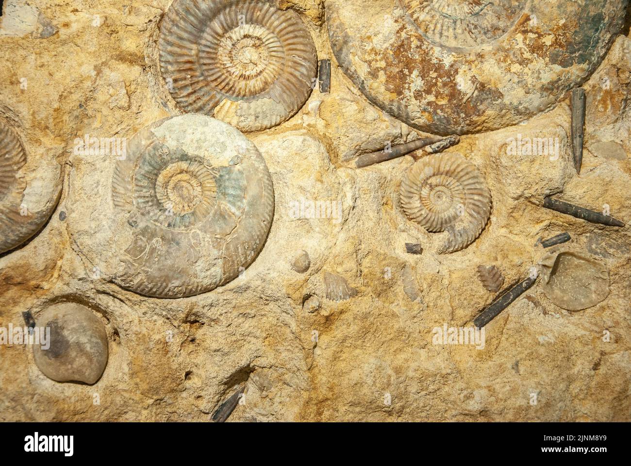 Ammonites darwin hi-res stock photography and images - Alamy