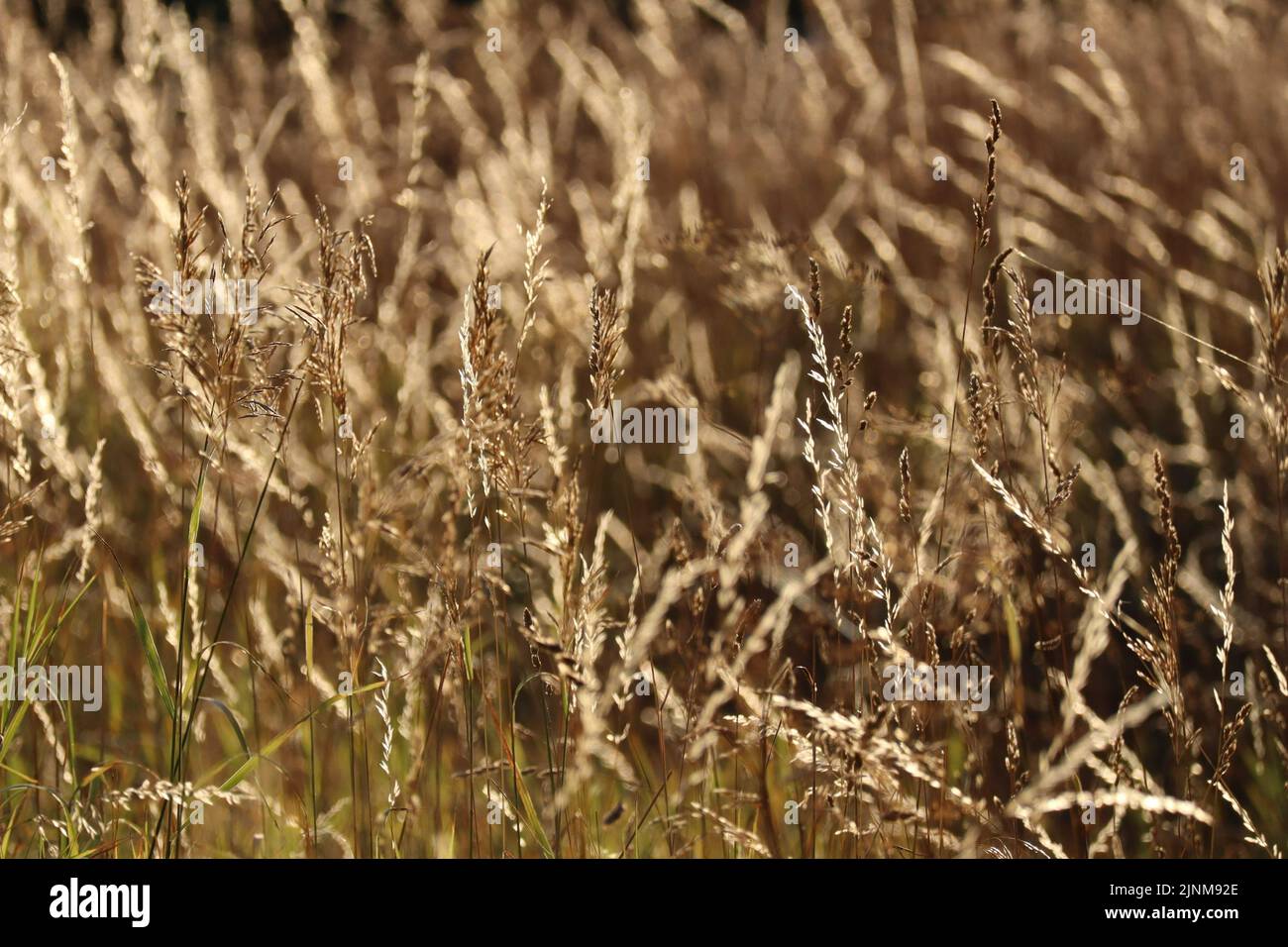 the Sun beats straight down on the Grass Stock Photo - Alamy