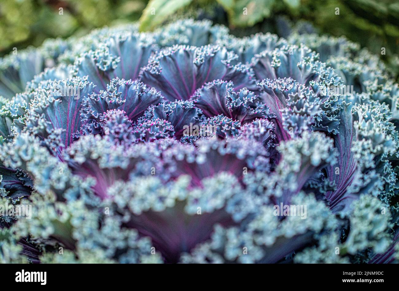 L oleracea hi-res stock photography and images - Alamy