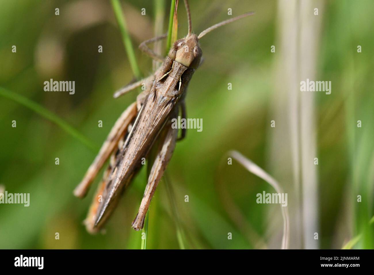 Cricket ireland hi-res stock photography and images - Alamy