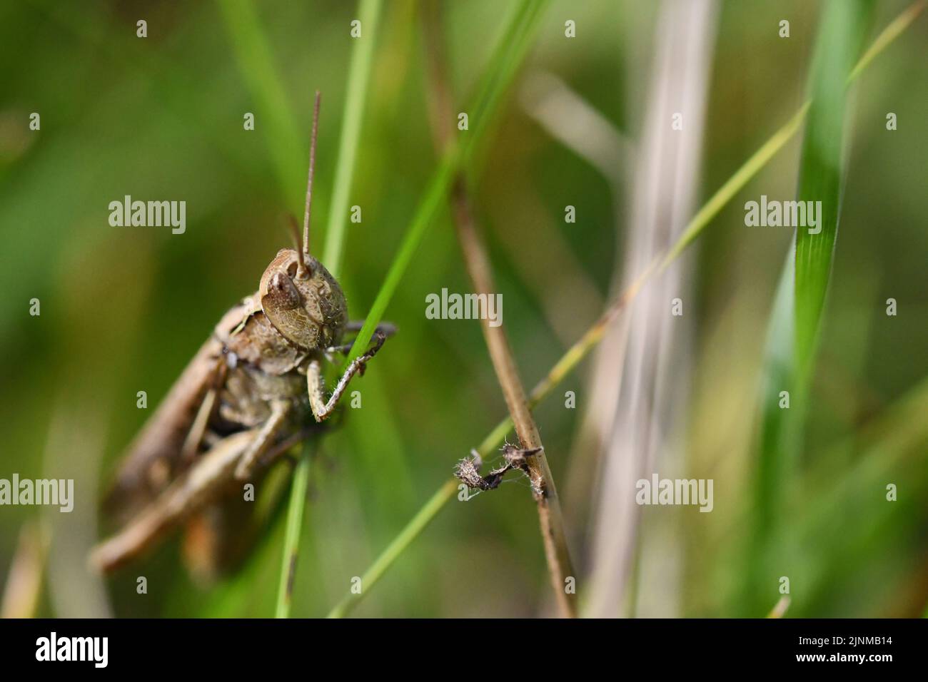 close up of a grasshopper, Kilkenny, Ireland Stock Photo - Alamy