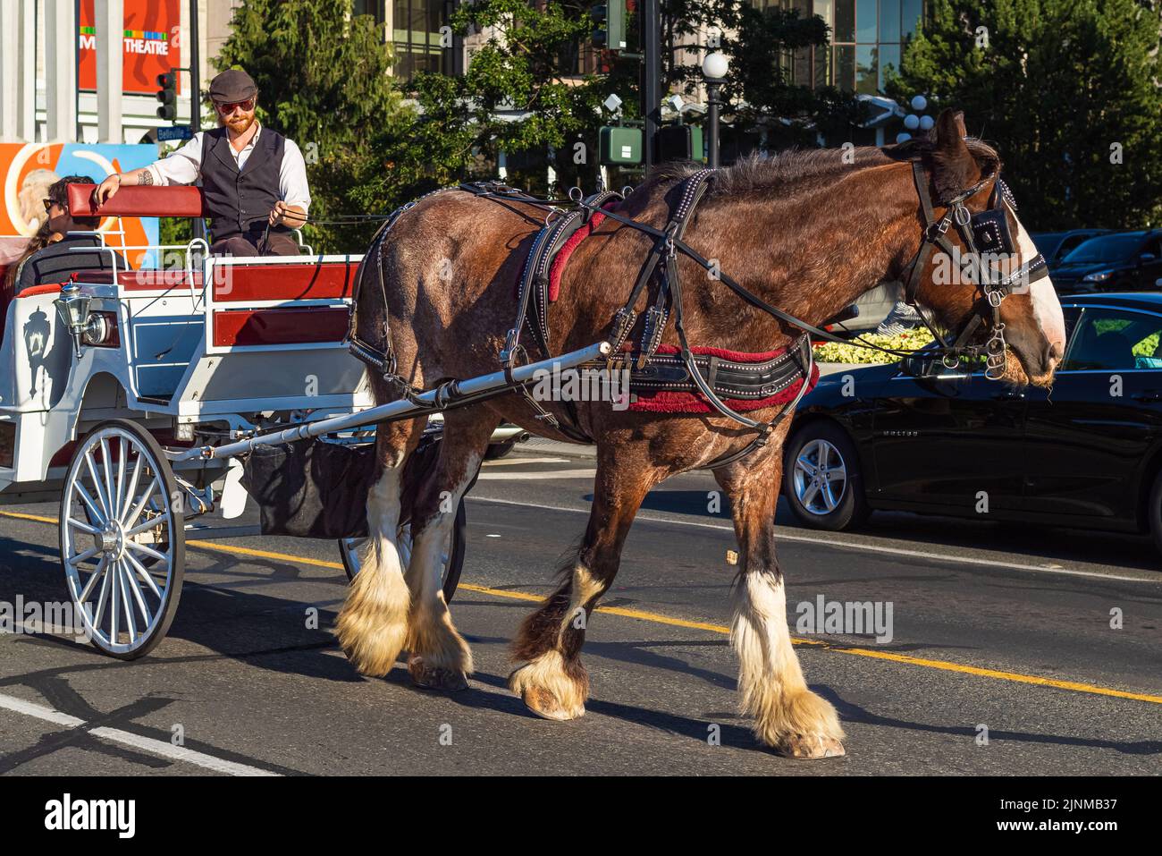 Carriage Ride In Victoria BC Canada. A horse drawn carriage with ...