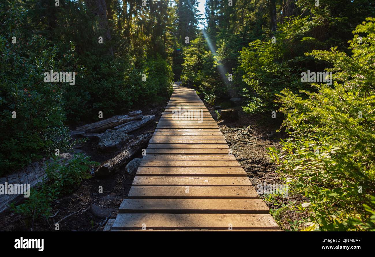 Path through temperate rain forest. Winding boardwalk in National Park ...
