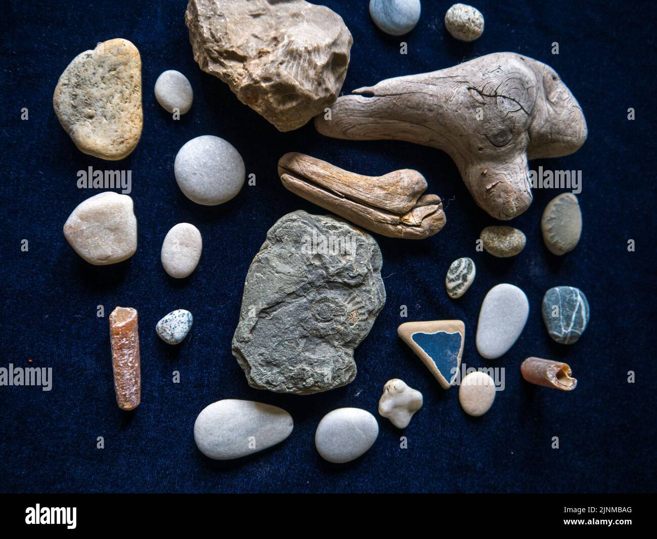 Collection of stones and driftwood some with fossil remains embedded in ...
