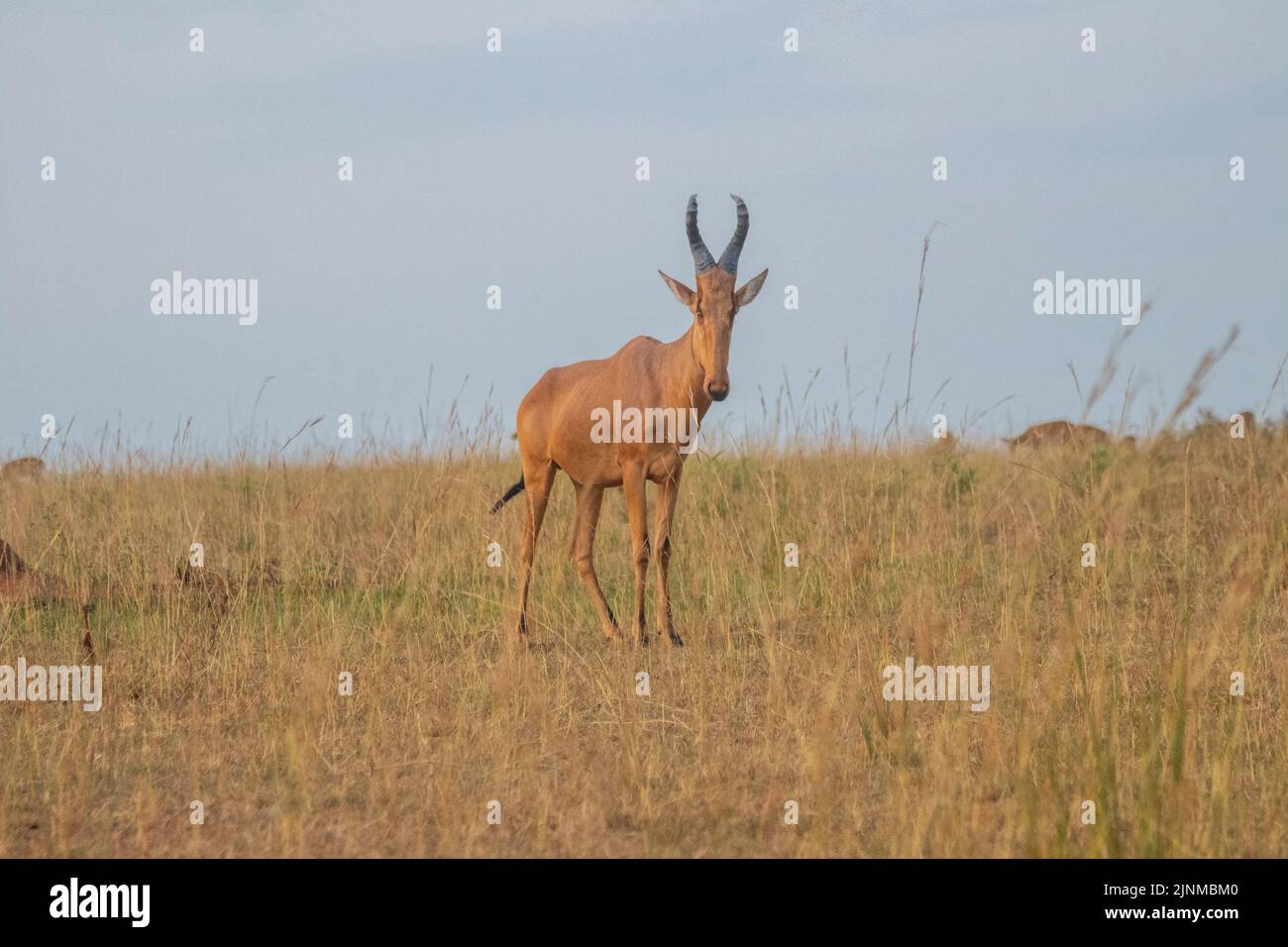 antelope were walking in grassland at Murchison falls national park ...
