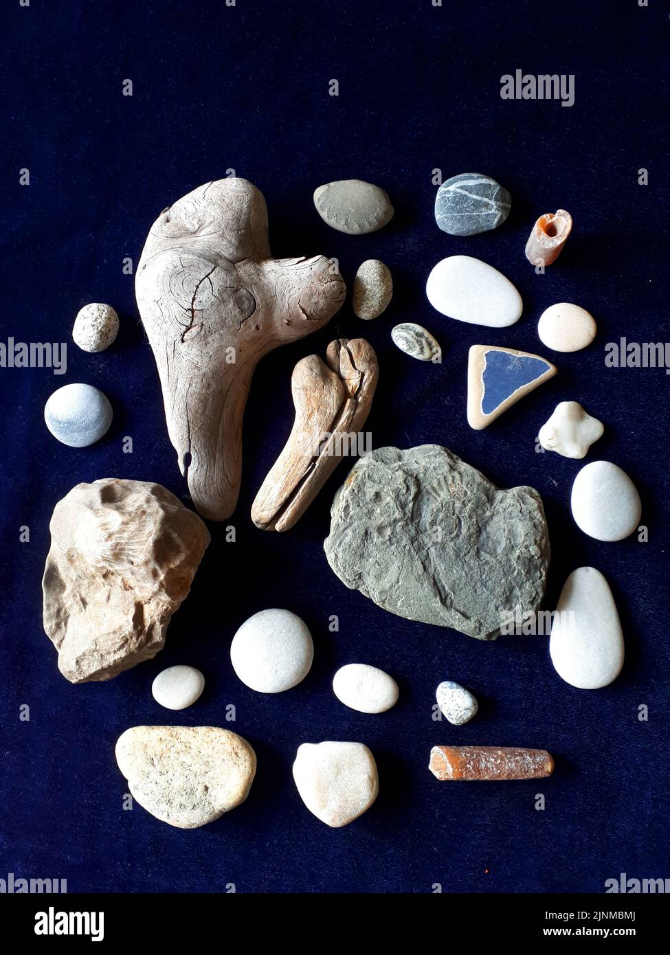Collection of stones and driftwood some with fossil remains embedded in ...