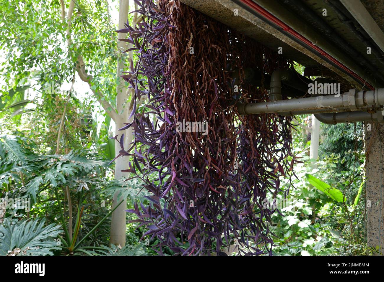 Second biggest conservatory hi-res stock photography and images - Alamy