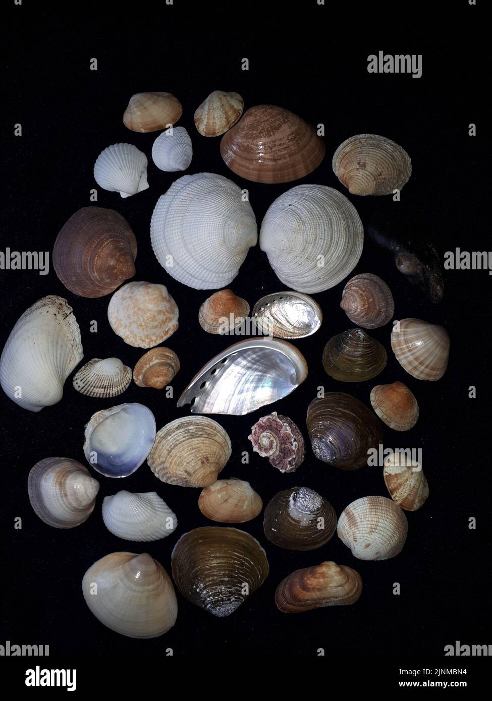 Scaphopoda tusk shells hi-res stock photography and images - Alamy