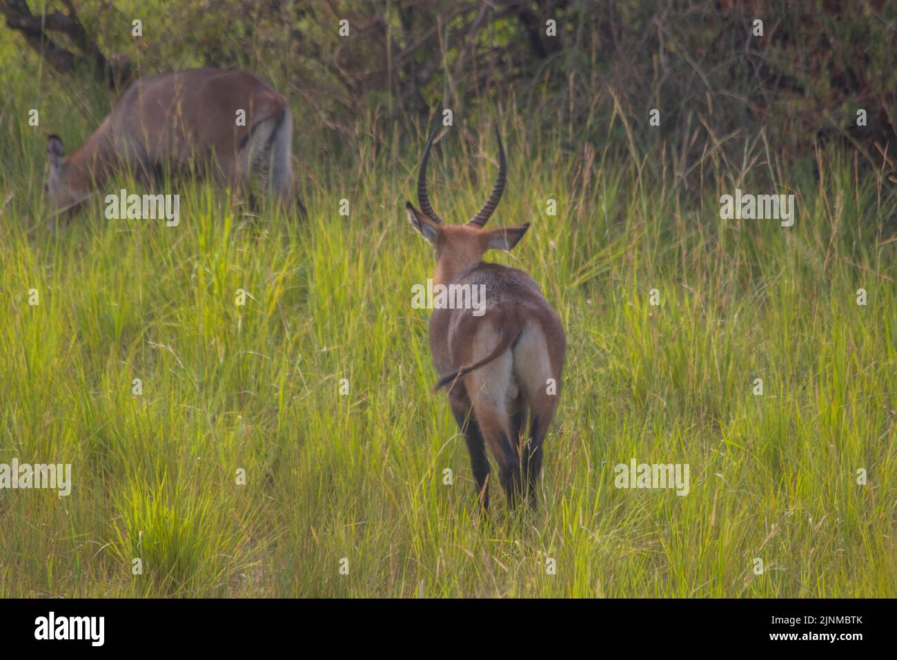 antelope were walking in grassland at Murchison falls national park ...