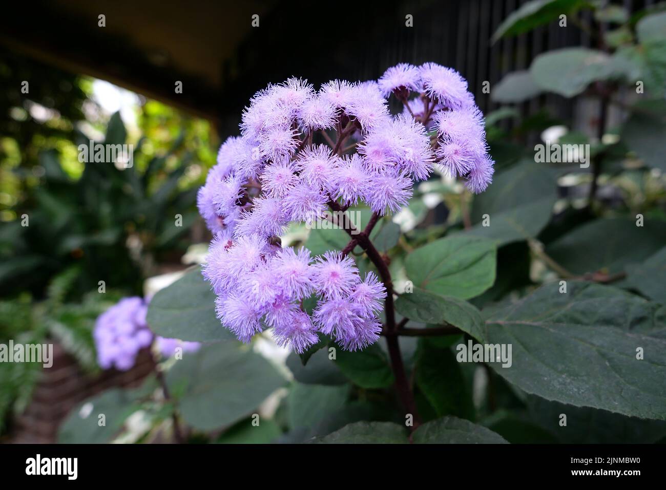 Second biggest conservatory hi-res stock photography and images - Alamy