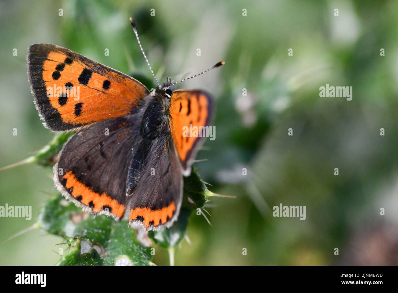 Kleine feuerfalter d hi-res stock photography and images - Alamy