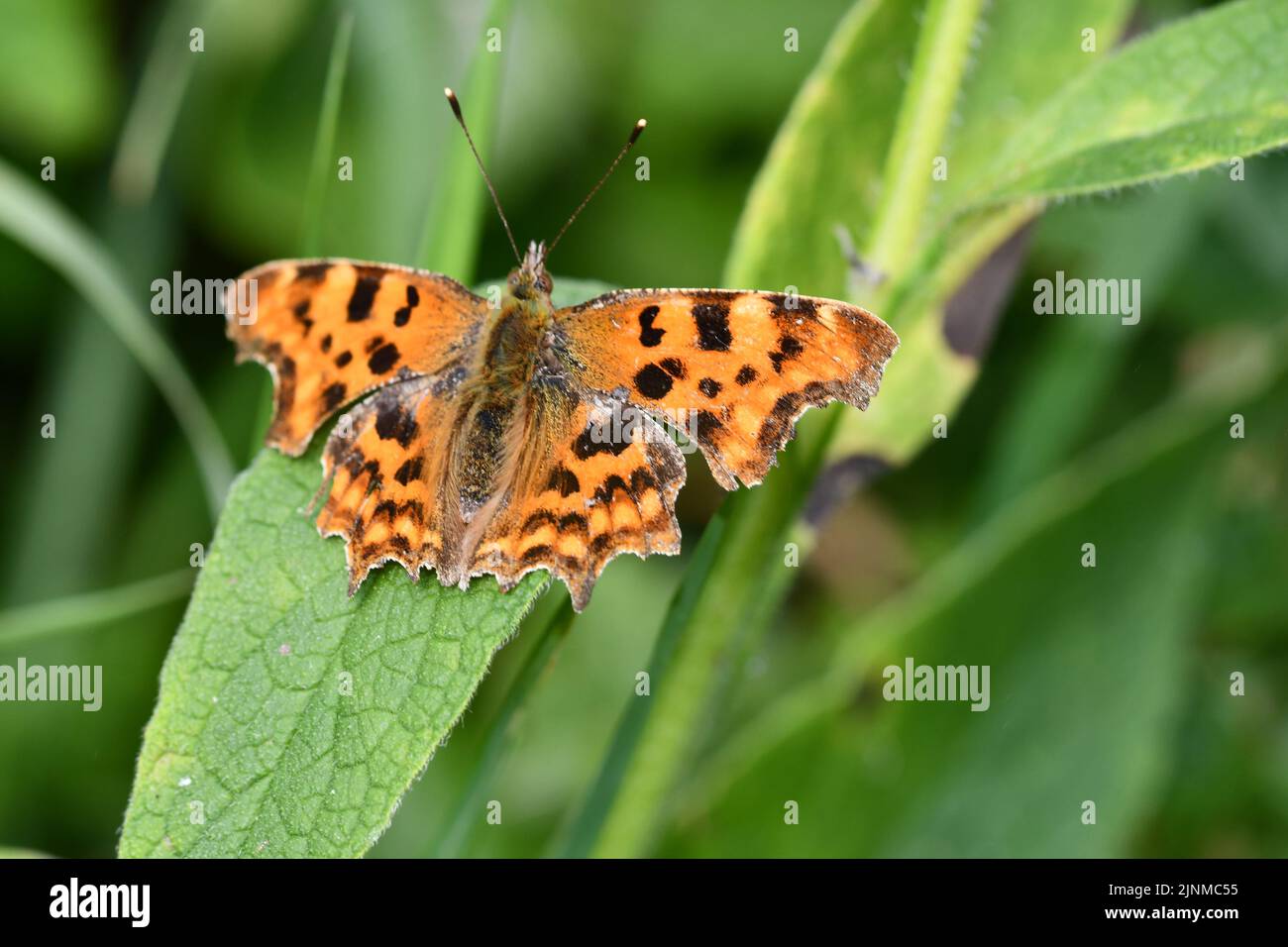 Comma (Polygonia c-album) butterfly, Kilkenny, Ireland Stock Photo - Alamy