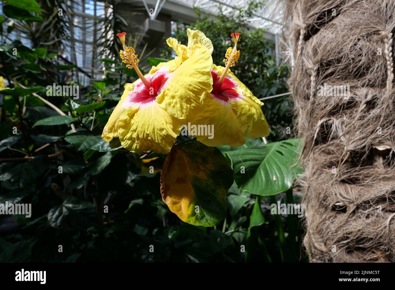 Second biggest conservatory hi-res stock photography and images - Alamy