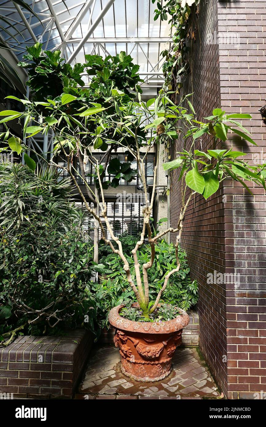 Second biggest conservatory hi-res stock photography and images - Alamy