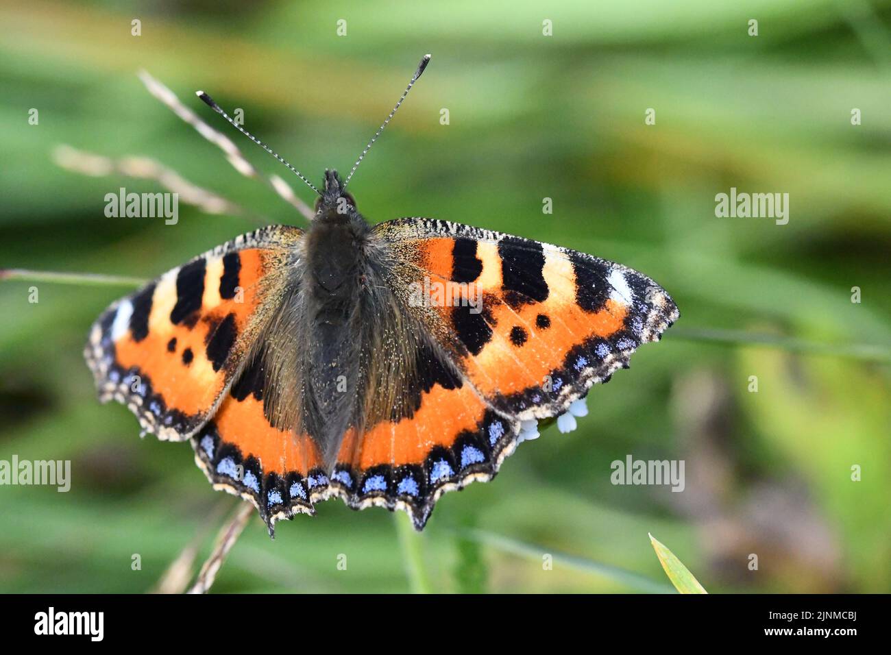 Small Tortoiseshell (Aglais urticae) butterfly, Kilkenny, Ireland Stock ...