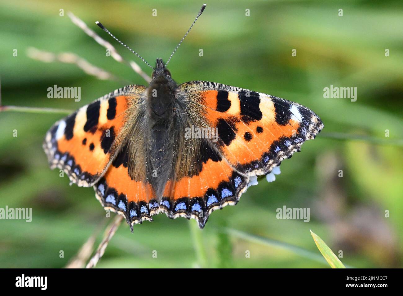 Small Tortoiseshell (Aglais urticae) butterfly, Kilkenny, Ireland Stock ...