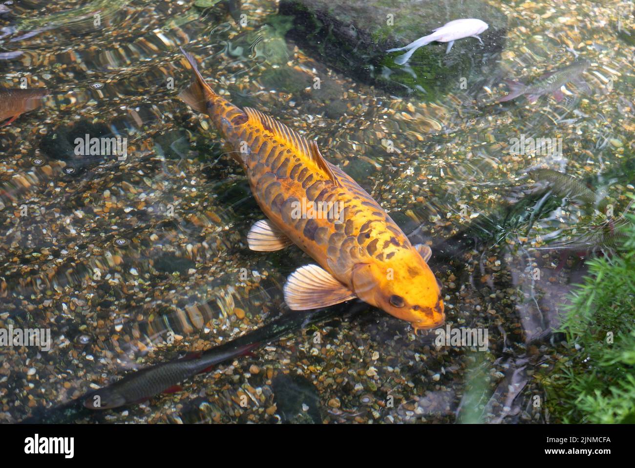 Second biggest conservatory hi-res stock photography and images - Alamy