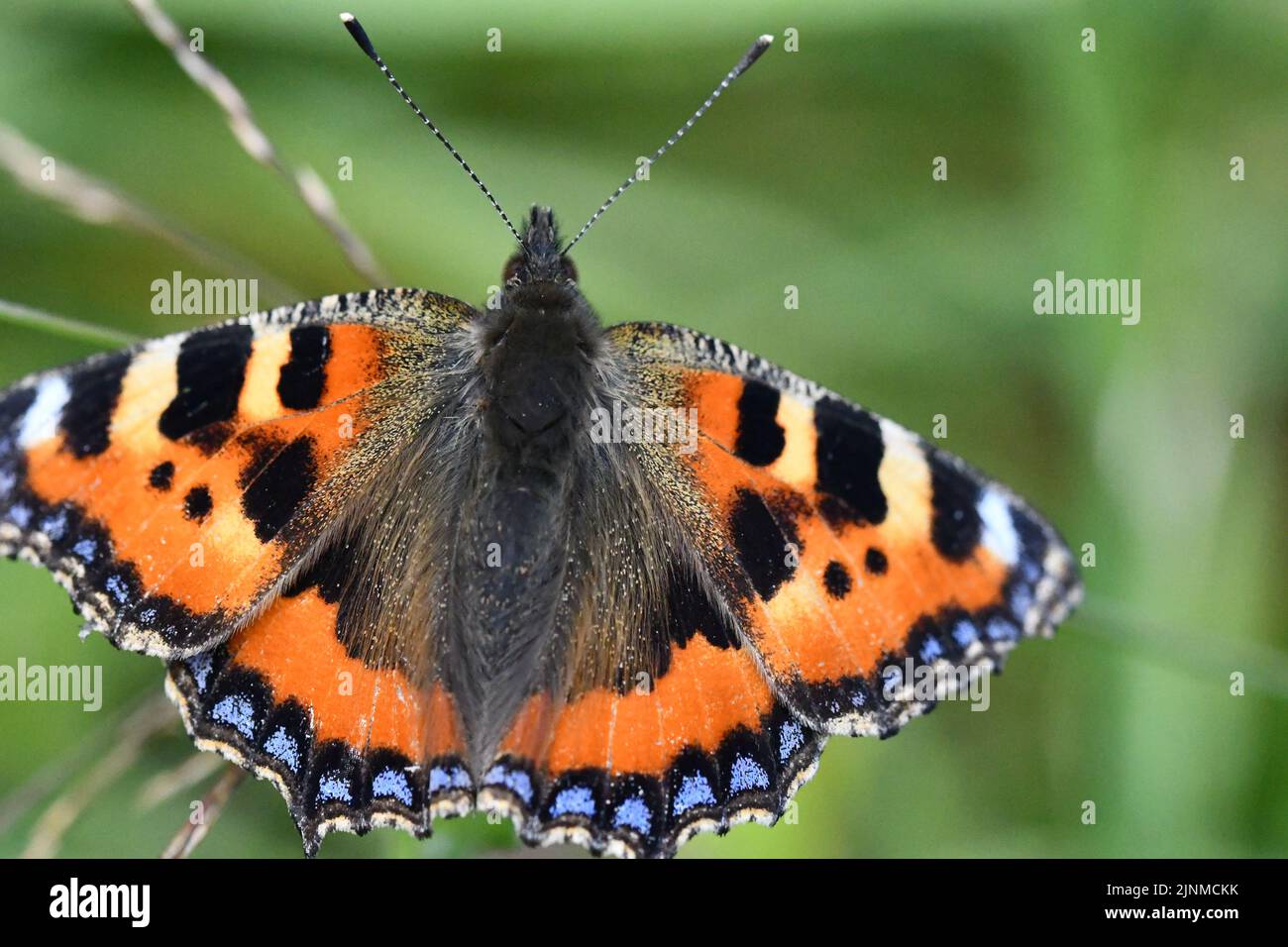 Small Tortoiseshell (Aglais urticae) butterfly, Kilkenny, Ireland Stock ...