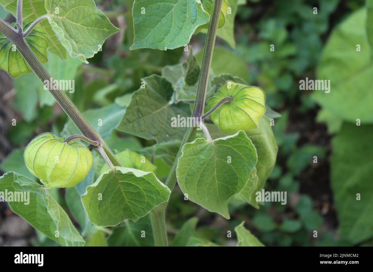 Inca berry hi-res stock photography and images - Alamy
