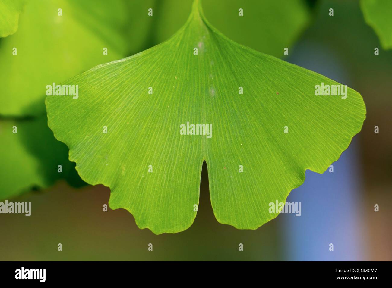 Ginkgo gingko hi-res stock photography and images - Alamy